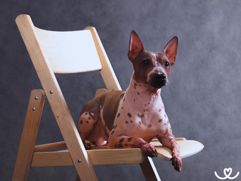 Americký bezsrstý teriér miluje víc sport než gauč | CHLUPÁČI.cz