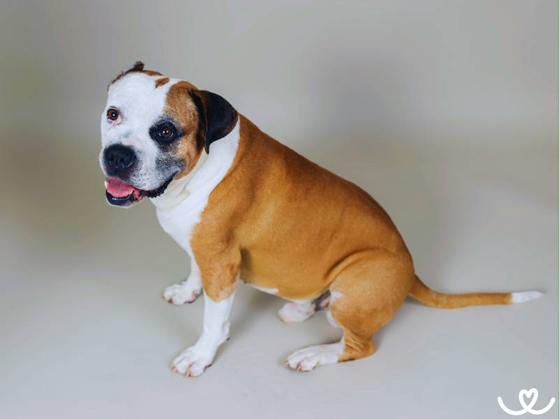 Americký buldok vypadá jako drsňák, ale miluje děti | CHLUPÁČI.cz