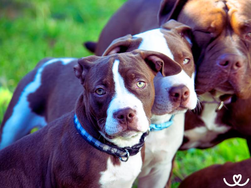Americký buldok vypadá jako drsňák, ale miluje děti | CHLUPÁČI.cz
