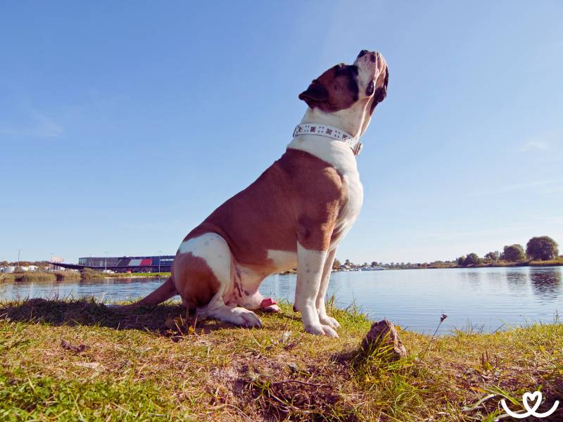 Americký buldok vypadá jako drsňák, ale miluje děti | CHLUPÁČI.cz