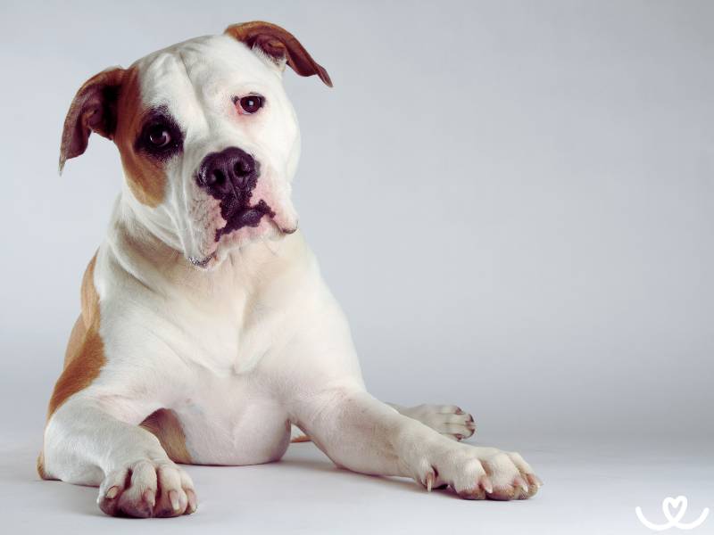 Americký buldok vypadá jako drsňák, ale miluje děti | CHLUPÁČI.cz