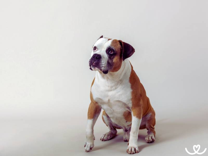 Americký buldok vypadá jako drsňák, ale miluje děti | CHLUPÁČI.cz