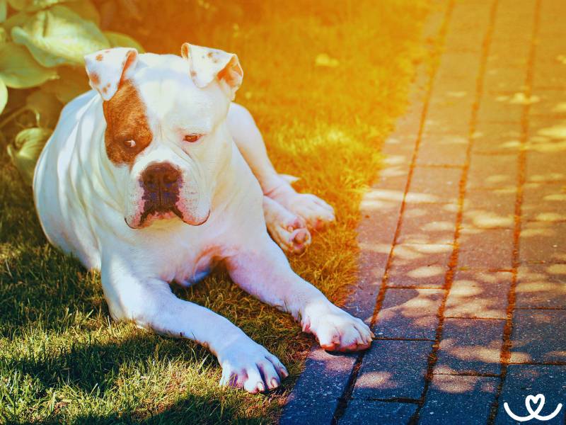 Americký buldok vypadá jako drsňák, ale miluje děti | CHLUPÁČI.cz