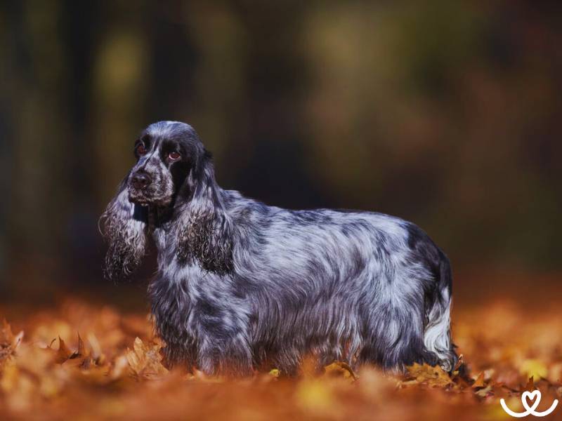 Americký kokršpaněl má neustále dobrou náladu | CHLUPÁČI.cz