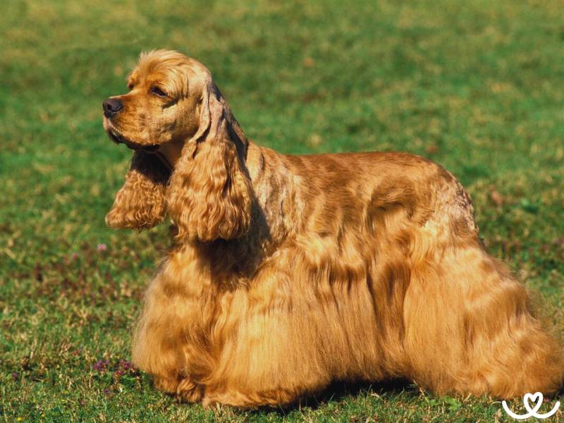 Americký kokršpaněl má neustále dobrou náladu | CHLUPÁČI.cz