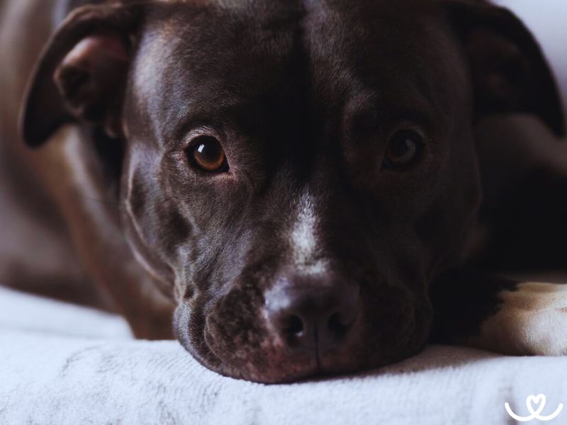 Americký pitbulteriér jde do všeho na 120 % | CHLUPÁČI.cz