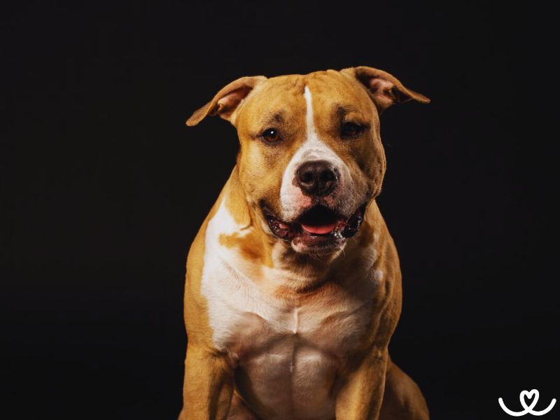 Americký pitbulteriér jde do všeho na 120 % | CHLUPÁČI.cz