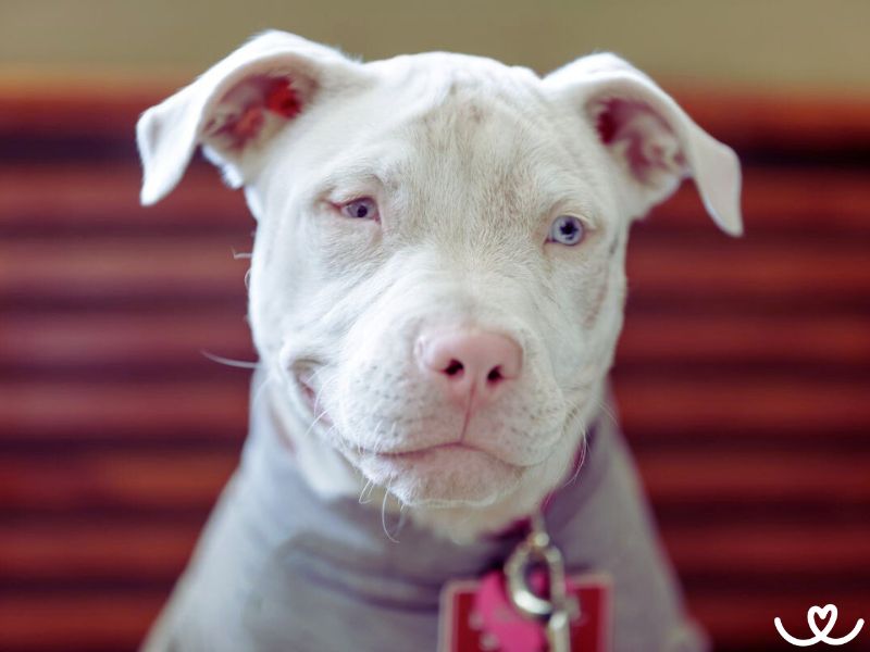 Americký pitbulteriér jde do všeho na 120 % | CHLUPÁČI.cz