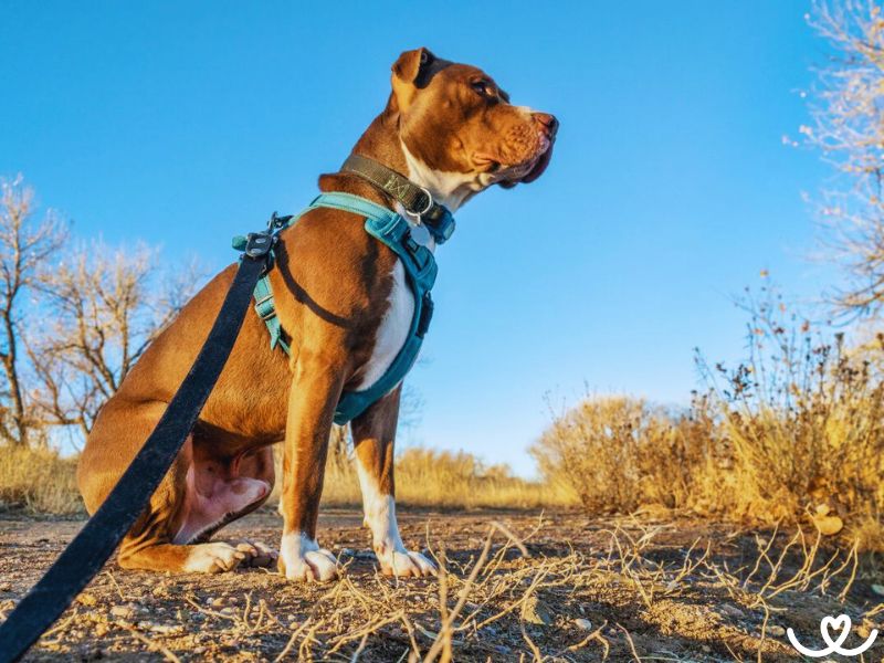 Americký pitbulteriér jde do všeho na 120 % | CHLUPÁČI.cz