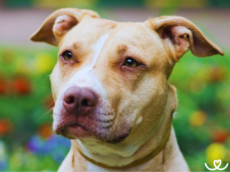 Americký pitbulteriér jde do všeho na 120 % | CHLUPÁČI.cz