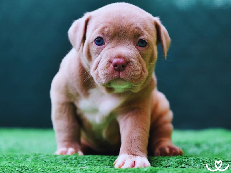 Americký pitbulteriér jde do všeho na 120 % | CHLUPÁČI.cz