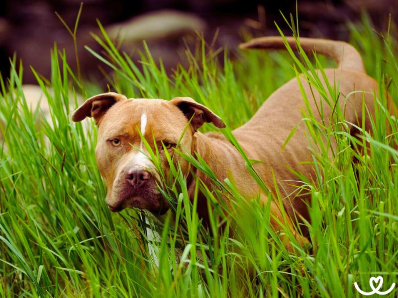 Americký pitbulteriér jde do všeho na 120 % | CHLUPÁČI.cz