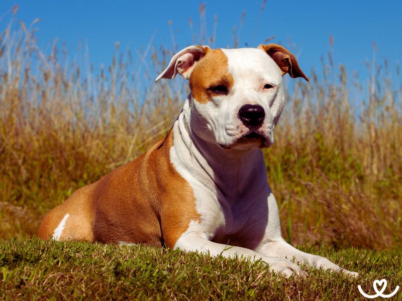 Americký stafordširský teriér ohlídá dům i děti | CHLUPÁČI.cz