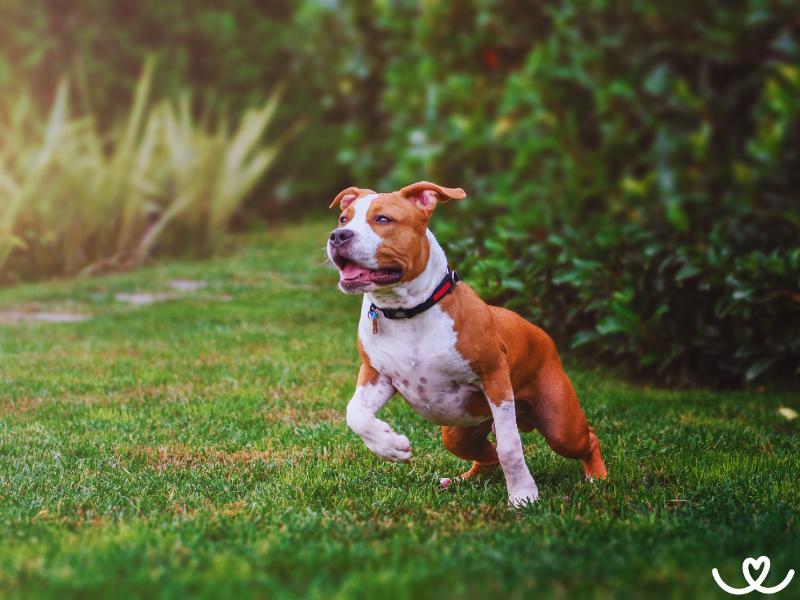 Americký stafordširský teriér ohlídá dům i děti | CHLUPÁČI.cz