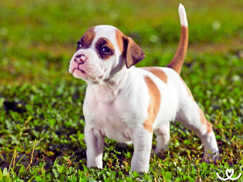 Americký stafordširský teriér ohlídá dům i děti | CHLUPÁČI.cz