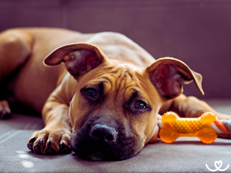 Americký stafordširský teriér ohlídá dům i děti | CHLUPÁČI.cz