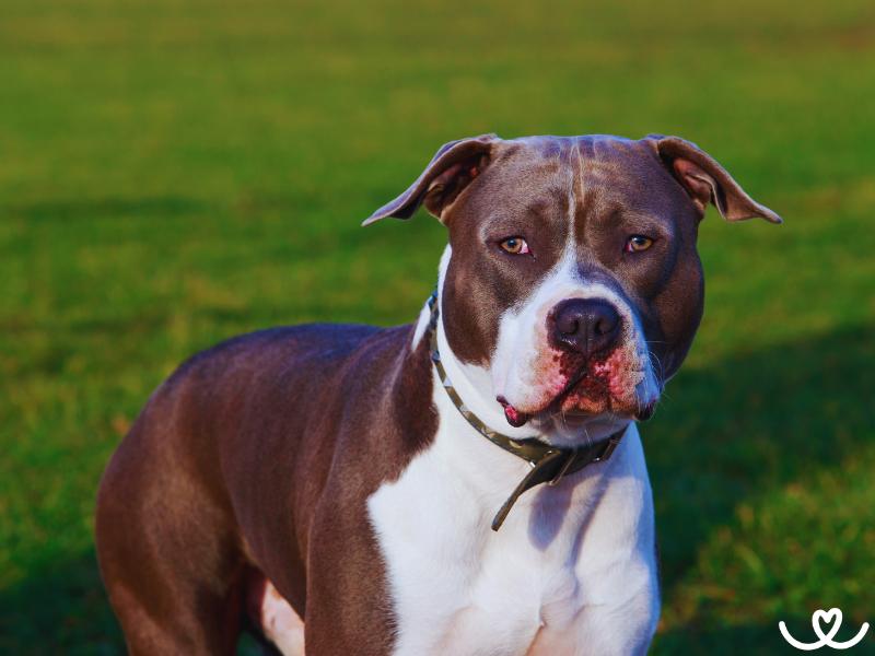Americký stafordširský teriér ohlídá dům i děti | CHLUPÁČI.cz