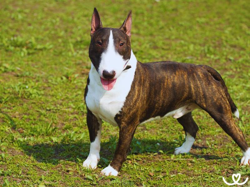 Anglický bulteriér je jako dítě v psím těle | CHLUPÁČI.cz