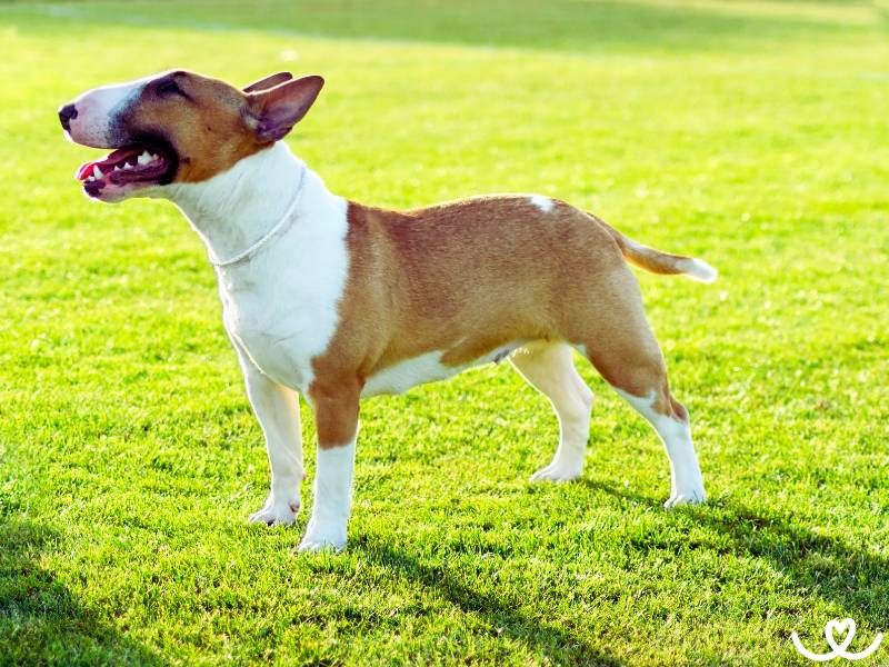Anglický bulteriér je jako dítě v psím těle | CHLUPÁČI.cz