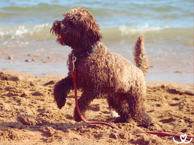 Cockapoo je veselý pes, co prakticky nelíná | CHLUPÁČI.cz