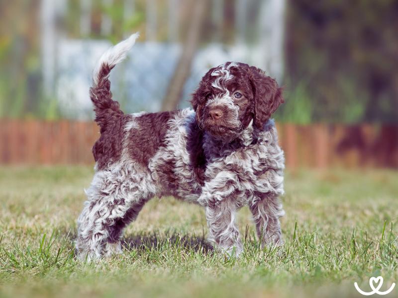 Italský vodní pes chce aktivního a citlivého pána | CHLUPÁČI.cz