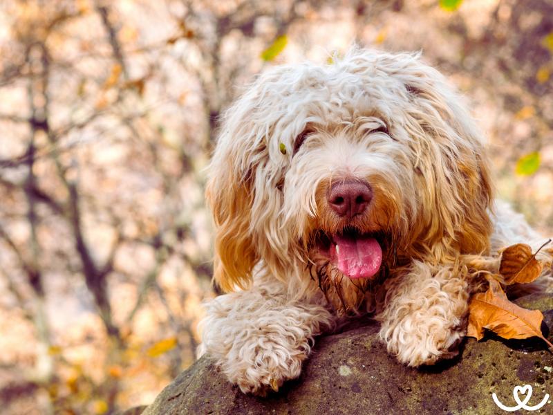 Italský vodní pes chce aktivního a citlivého pána | CHLUPÁČI.cz