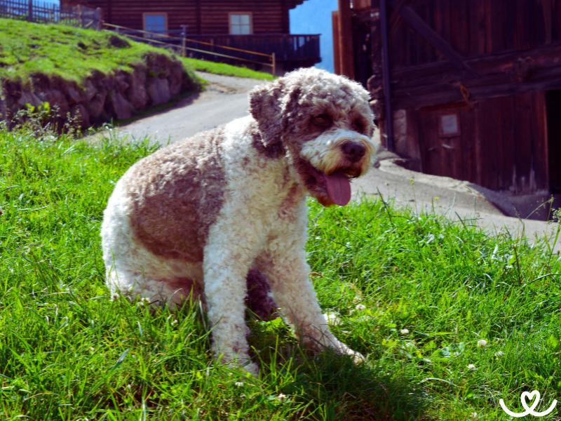 Italský vodní pes chce aktivního a citlivého pána | CHLUPÁČI.cz