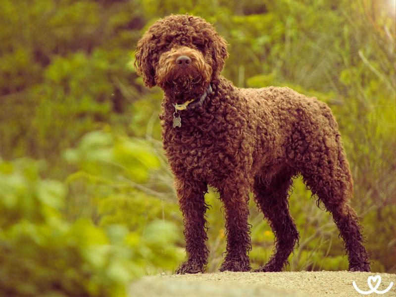 Italský vodní pes chce aktivního a citlivého pána | CHLUPÁČI.cz