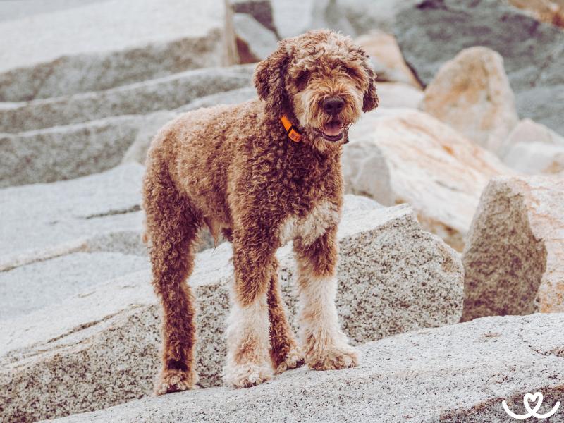 Italský vodní pes chce aktivního a citlivého pána | CHLUPÁČI.cz