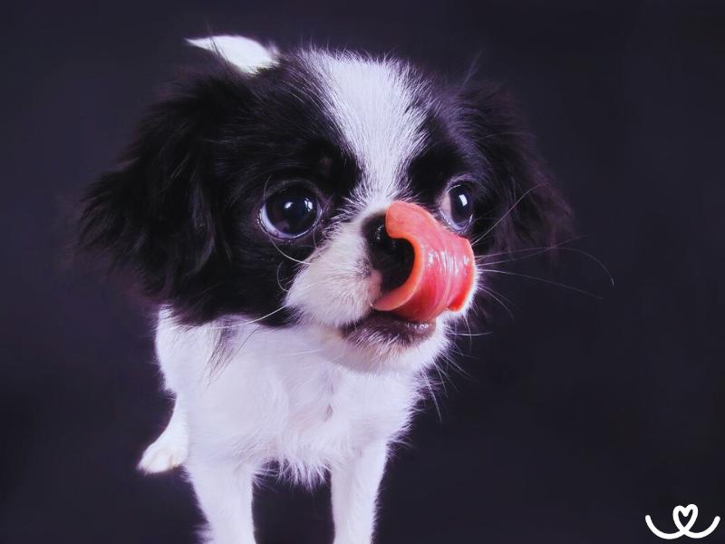 Japonský chin je klidný psík, co nesnáší samotu | CHLUPÁČI.cz