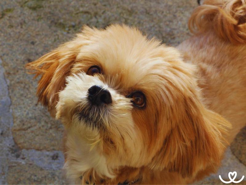 Lhasa apso je hravý psík, co žije i 20 let | CHLUPÁČI.cz