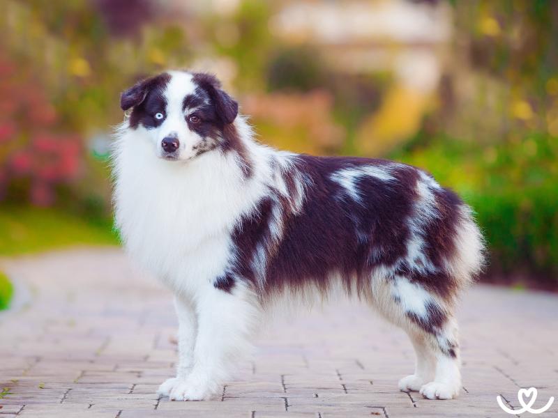 Miniaturní americký ovčák je aktivní parťák i na 15 let | CHLUPÁČI.cz