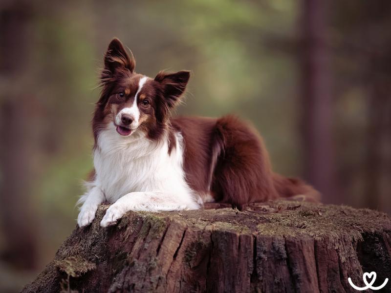 Miniaturní americký ovčák je aktivní parťák i na 15 let | CHLUPÁČI.cz
