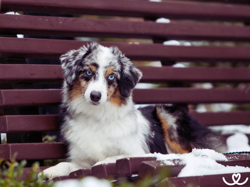 Miniaturní americký ovčák je aktivní parťák i na 15 let | CHLUPÁČI.cz