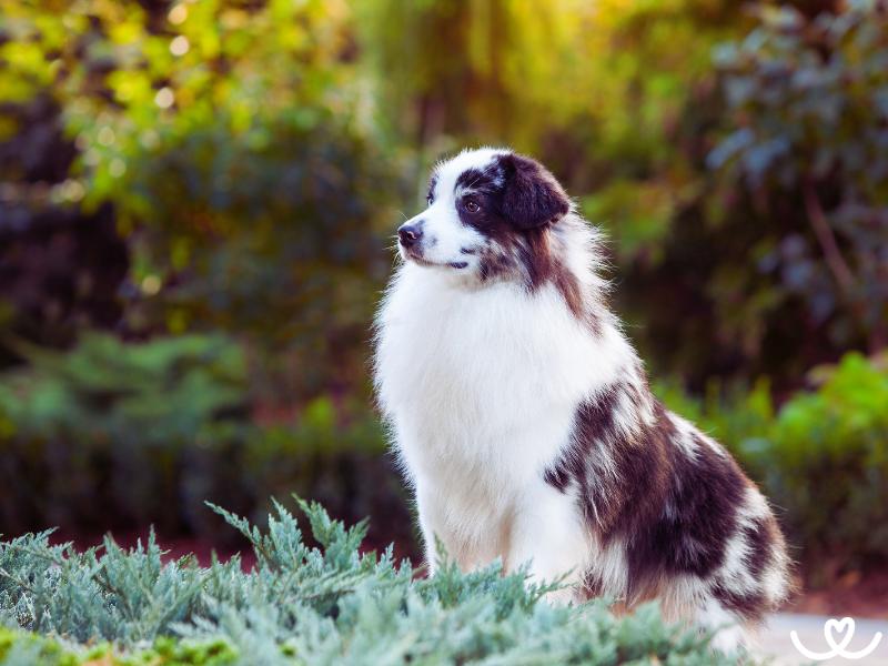 Miniaturní americký ovčák je aktivní parťák i na 15 let | CHLUPÁČI.cz