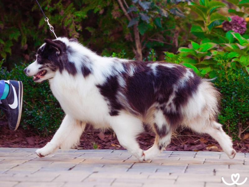 Miniaturní americký ovčák je aktivní parťák i na 15 let | CHLUPÁČI.cz