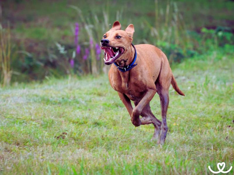 Německý pinč vypadá jako zdrclý dobrman | CHLUPÁČI.cz