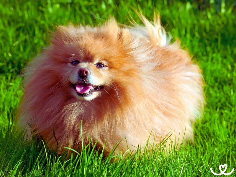 Německý špic je malý pes, ale velký hlídač | CHLUPÁČI.cz