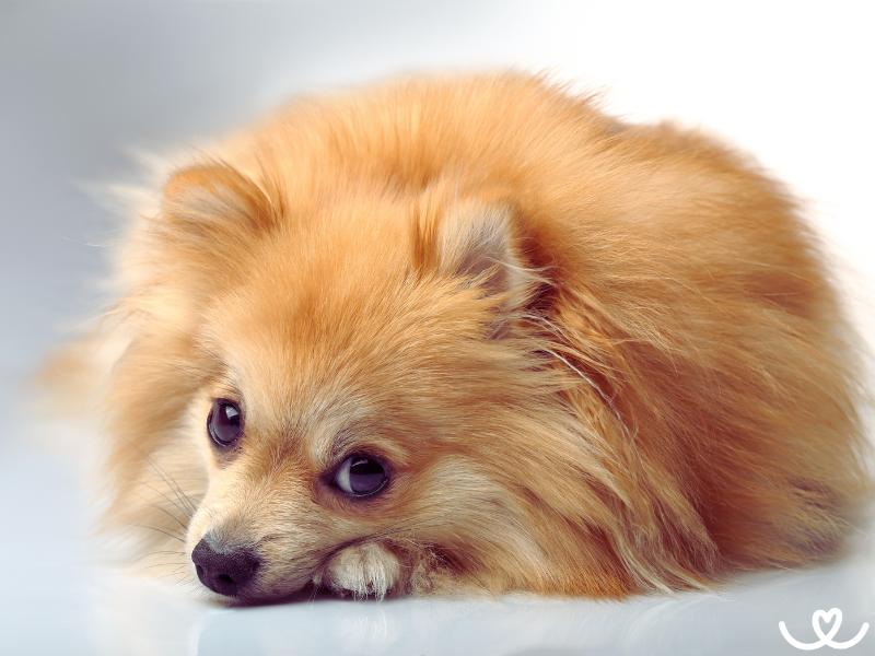 Německý špic je malý pes, ale velký hlídač | CHLUPÁČI.cz