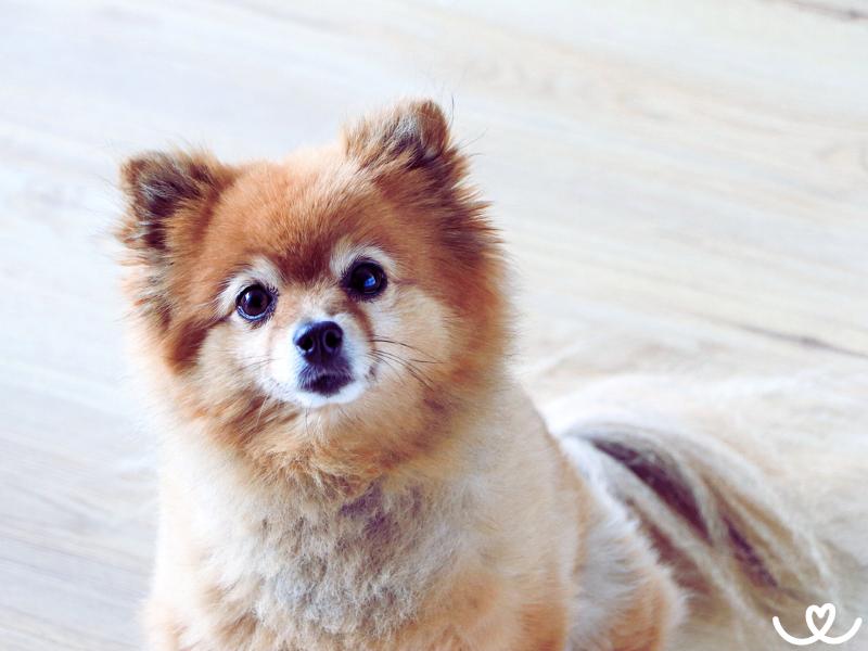 Německý špic je malý pes, ale velký hlídač | CHLUPÁČI.cz