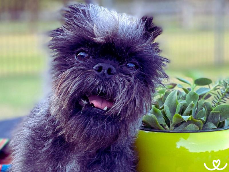 Opičí pinč je věrný pes, ale umí i pořádně žárlit | CHLUPÁČI.cz