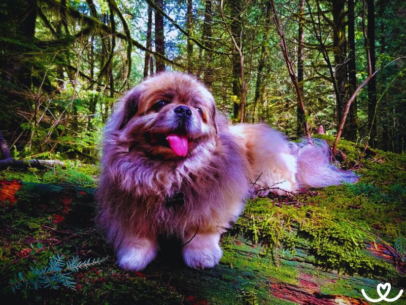 Pekingský palácový psík je malý kašpar, co rád baví | CHLUPÁČI.cz