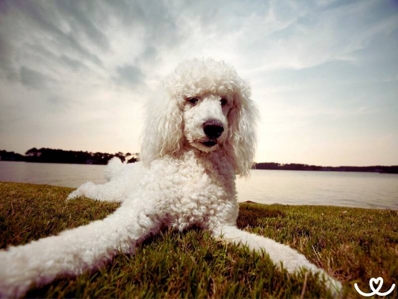 Pudl se naučí psí kousky i s nezkušeným majitelem | CHLUPÁČI.cz