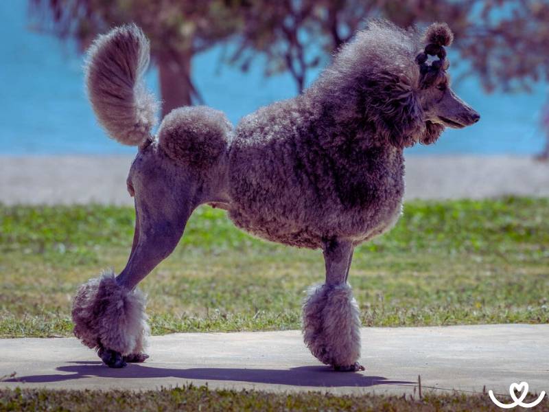 Pudl se naučí psí kousky i s nezkušeným majitelem | CHLUPÁČI.cz