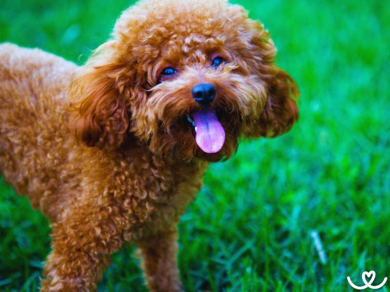 Pudl se naučí psí kousky i s nezkušeným majitelem | CHLUPÁČI.cz