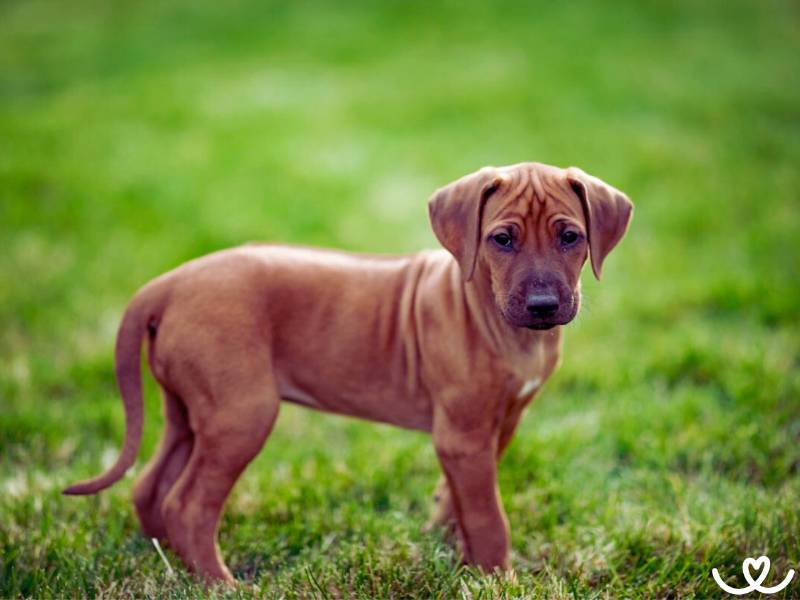 Rhodéský ridgeback lovil lvy, dnes brání rodinu | CHLUPÁČI.cz