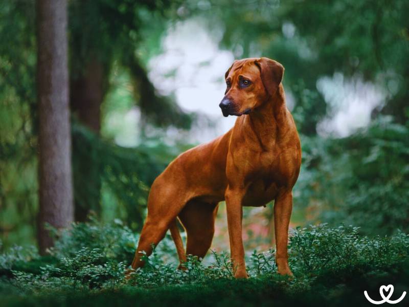 Rhodéský ridgeback lovil lvy, dnes brání rodinu | CHLUPÁČI.cz