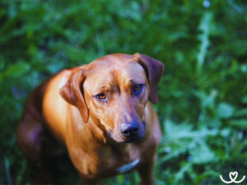 Rhodéský ridgeback lovil lvy, dnes brání rodinu | CHLUPÁČI.cz