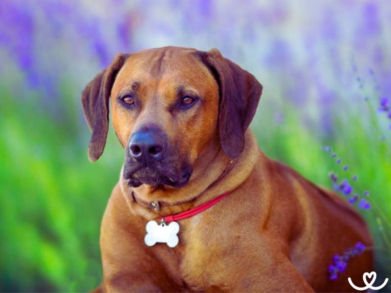 Rhodéský ridgeback lovil lvy, dnes brání rodinu | CHLUPÁČI.cz