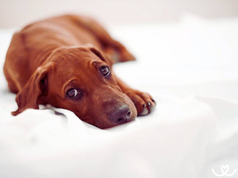 Rhodéský ridgeback lovil lvy, dnes brání rodinu | CHLUPÁČI.cz